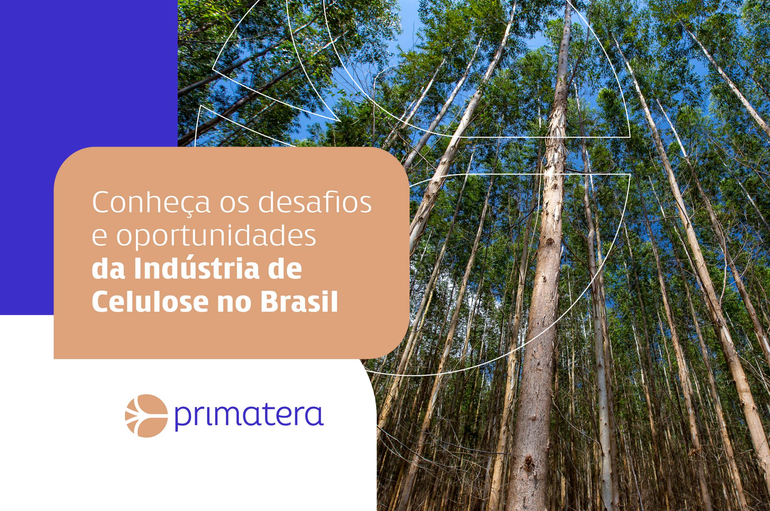 Oportunidades da indústria de celulose no Brasil - Primatera Fundo ...